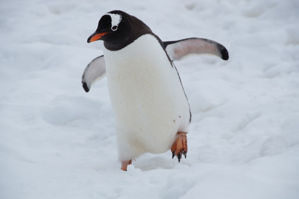 500 Best Names for Penguin - Name Generator & Ideas - FluentSlang