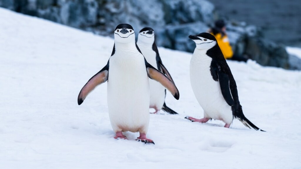 500 Best Names for Penguin - Name Generator & Ideas - FluentSlang