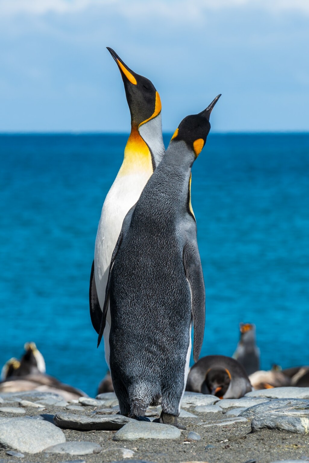 500 Best Names for Penguin - Name Generator & Ideas - FluentSlang