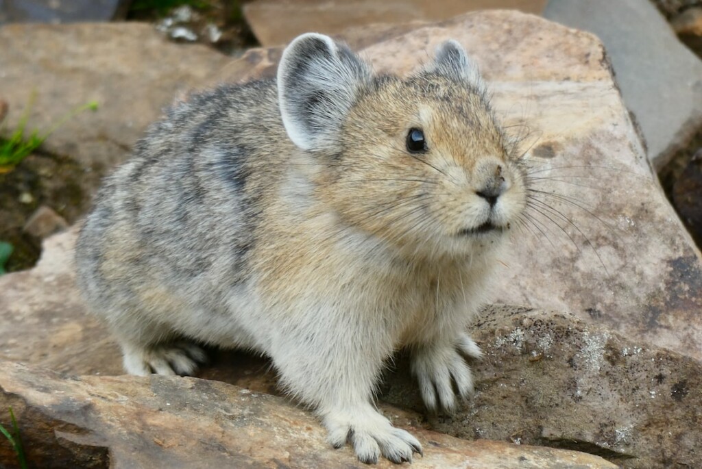 200 Best Names for Pika - Name Generator & Ideas - FluentSlang