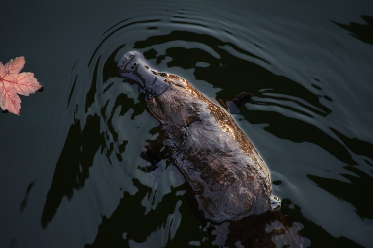 200 Best Names for Platypus - Name Generator & Ideas - FluentSlang