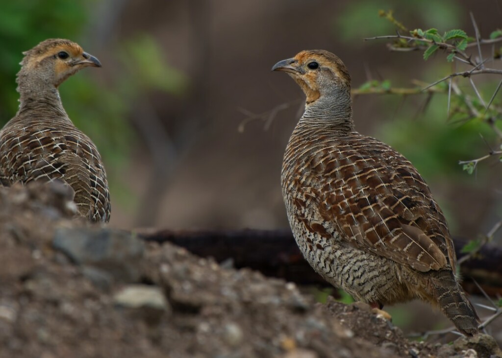 200 Best Names for Quail - Name Generator & Ideas - FluentSlang