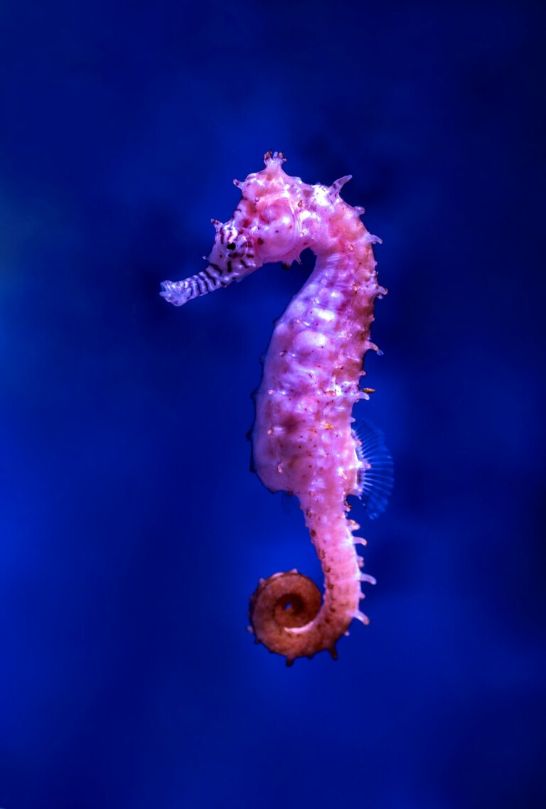 200 Best Names for Seahorse - Name Generator & Ideas - FluentSlang