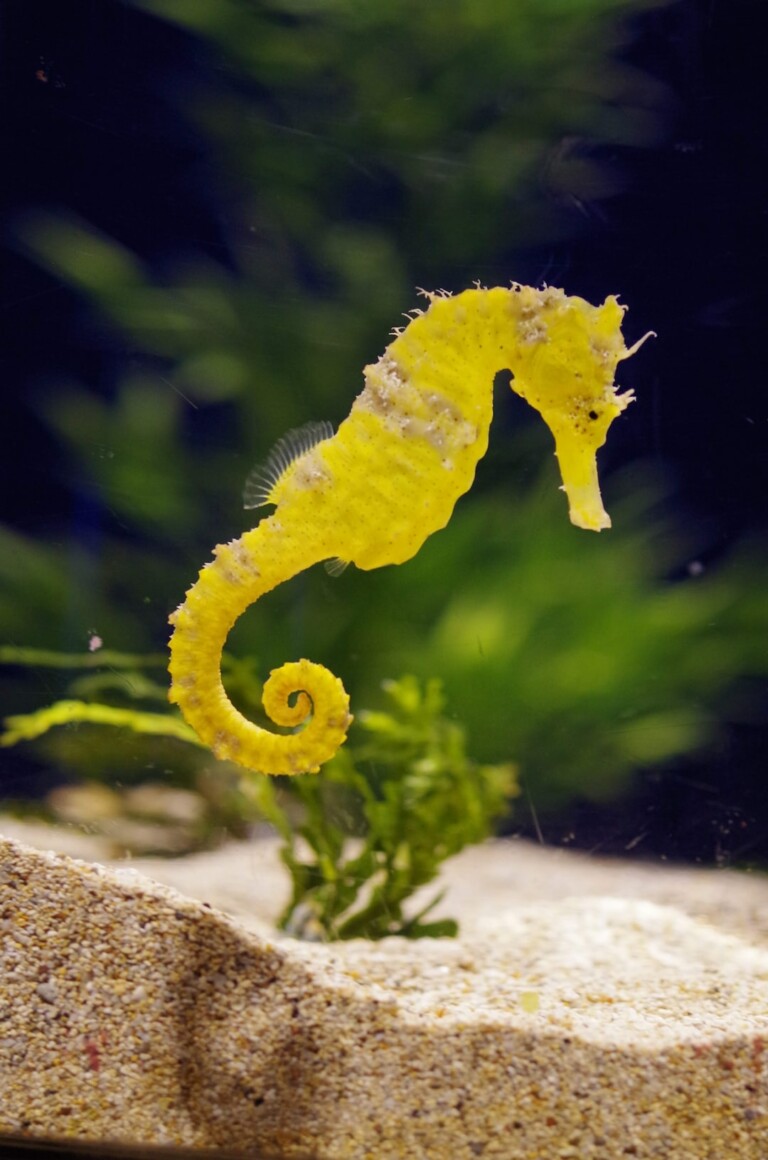 200 Best Names For Seahorse Name Generator Ideas Fluentslang