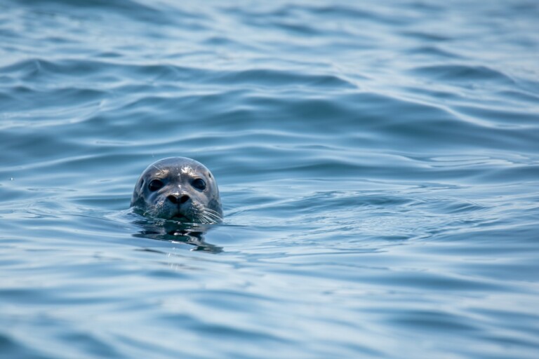 300 Best Names for Seal - Name Generator & Ideas - FluentSlang