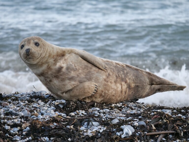 300 Best Names for Seal - Name Generator & Ideas - FluentSlang