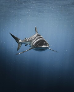 400 Best Names for Shark - Name Generator & Ideas - FluentSlang