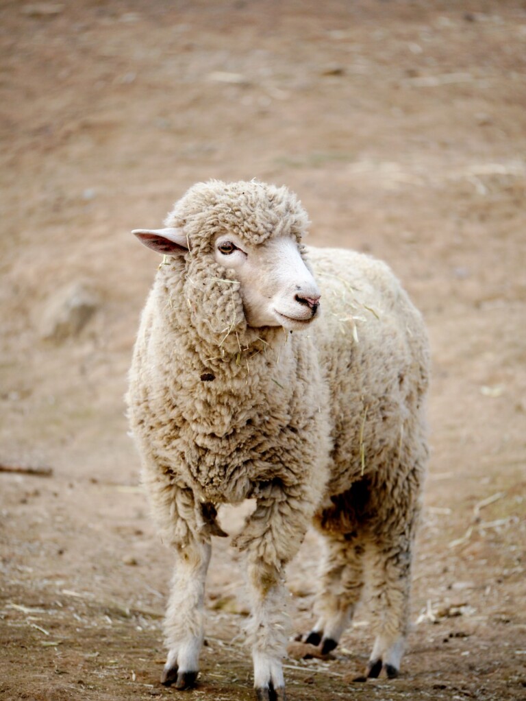 300 Best Names for Sheep - Name Generator & Ideas - FluentSlang