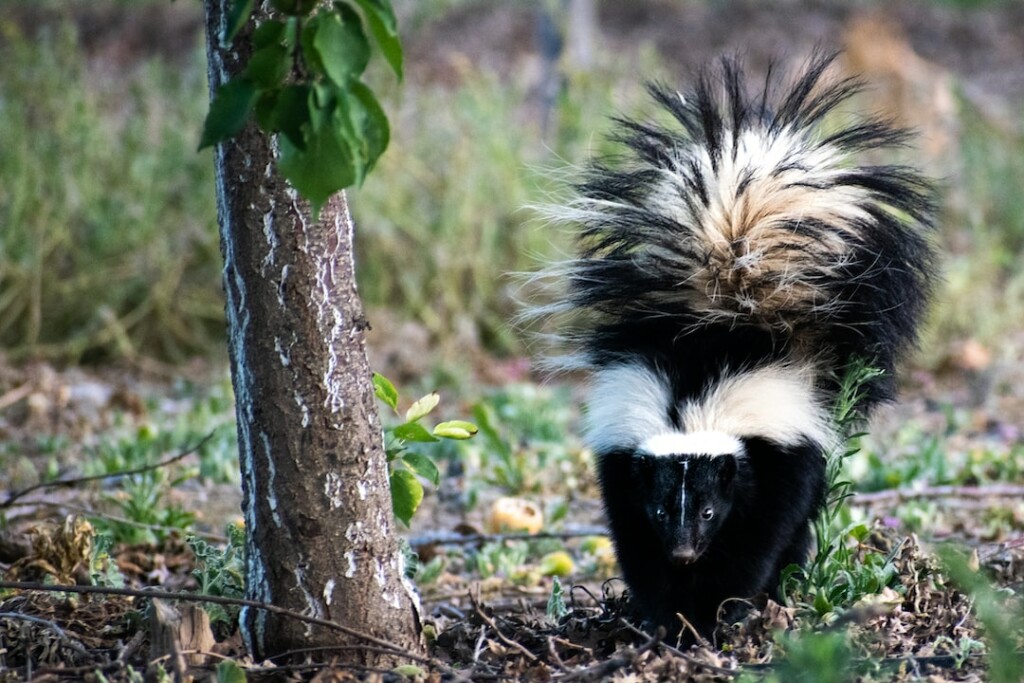 400 Best Names for Skunk - Name Generator & Ideas - FluentSlang