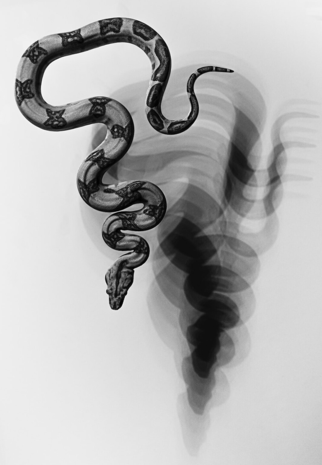300 Best Names for Snake - Name Generator & Ideas - FluentSlang