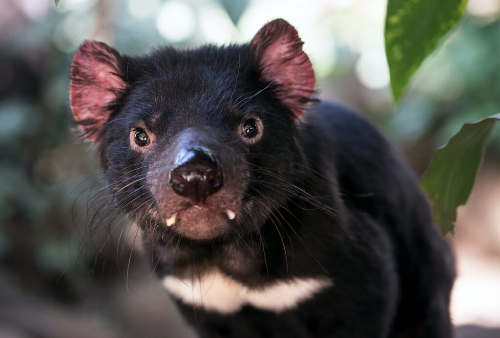 300 Best Names for Tasmanian Devil - Name Generator & Ideas - FluentSlang