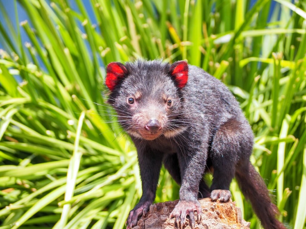 300 Best Names for Tasmanian Devil - Name Generator & Ideas - FluentSlang