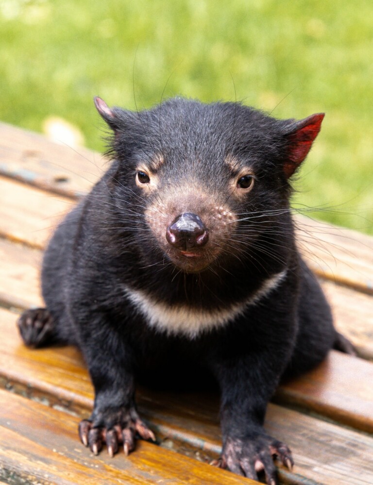 300 Best Names for Tasmanian Devil - Name Generator & Ideas - FluentSlang