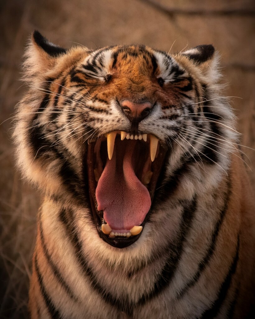 200 Best Names for Tiger - Name Generator & Ideas - FluentSlang