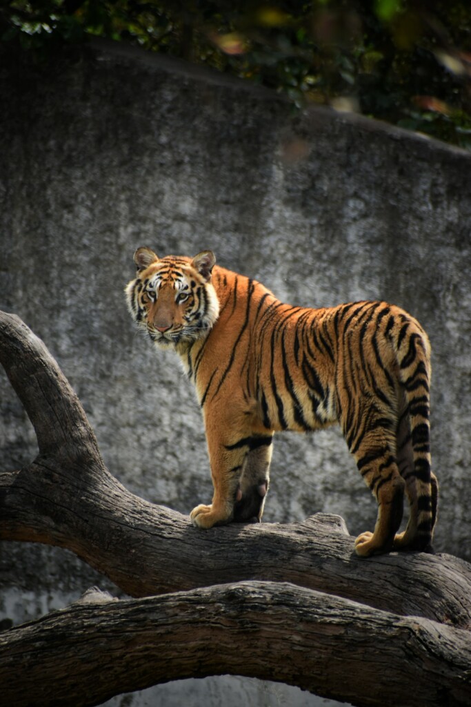 400 Best Names for Tiger - Name Generator & Ideas - FluentSlang