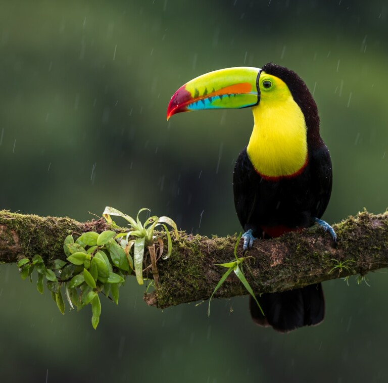 400 Best Names for Toucan - Name Generator & Ideas - FluentSlang