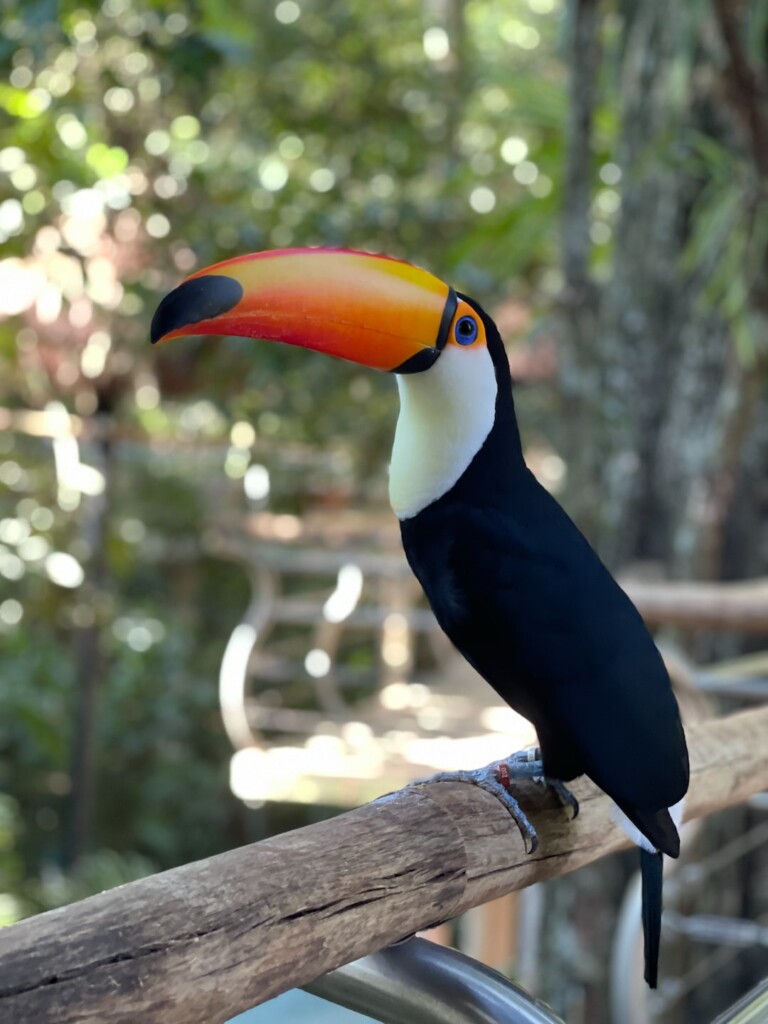 400 Best Names for Toucan - Name Generator & Ideas - FluentSlang