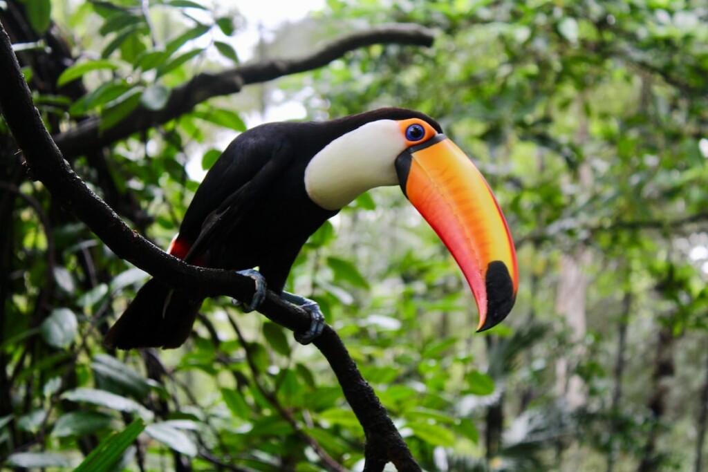400 Best Names for Toucan - Name Generator & Ideas - FluentSlang