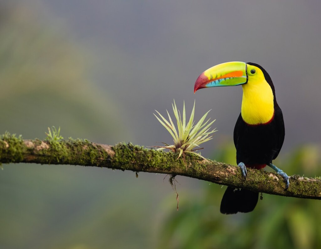 400 Best Names for Toucan - Name Generator & Ideas - FluentSlang