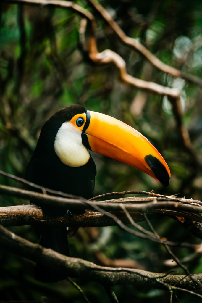 400 Best Names for Toucan - Name Generator & Ideas - FluentSlang