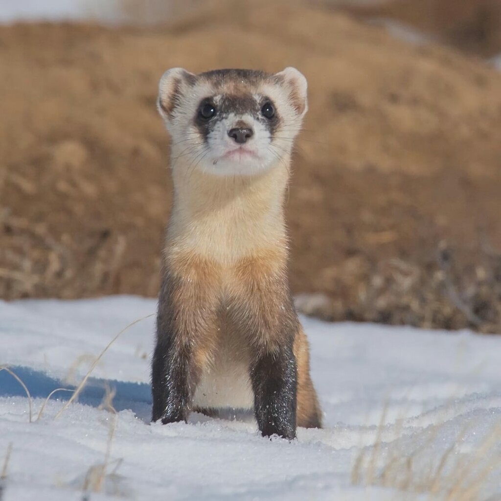 400 Best Names for Weasel - Name Generator & Ideas - FluentSlang