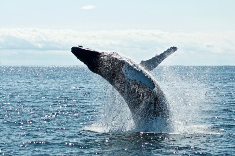 200 Best Names for Whale - Name Generator & Ideas - FluentSlang