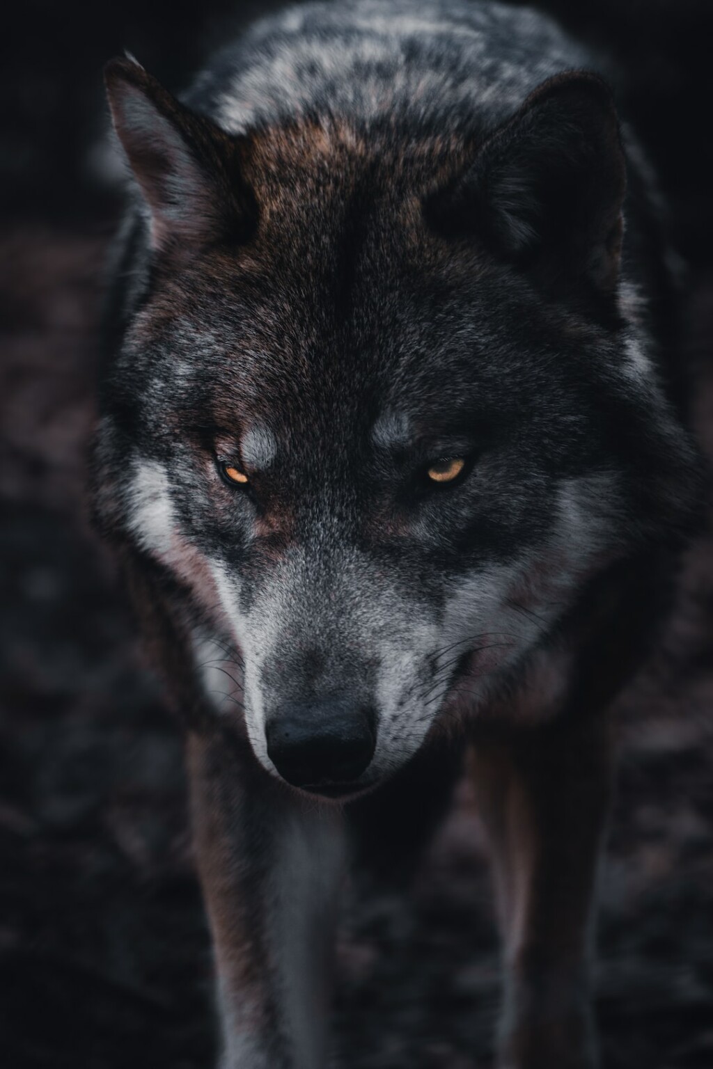 200 Best Names for Wolf - Name Generator & Ideas - FluentSlang