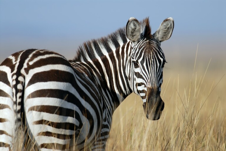 200 Best Names for Zebra - Name Generator & Ideas - FluentSlang