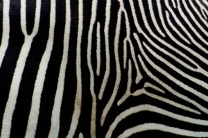 200 Best Names for Zebra - Name Generator & Ideas - FluentSlang