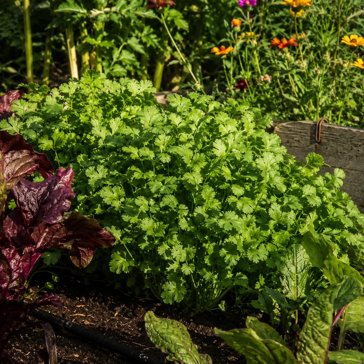 31 Backyard Staples Families Grew Before Grocery Runs Became Routine ...